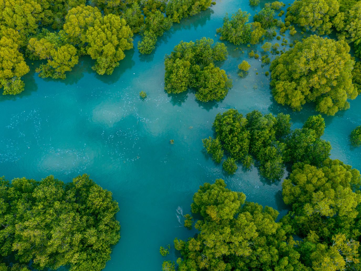 United Arab Emirates: 100 million mangroves by 2030